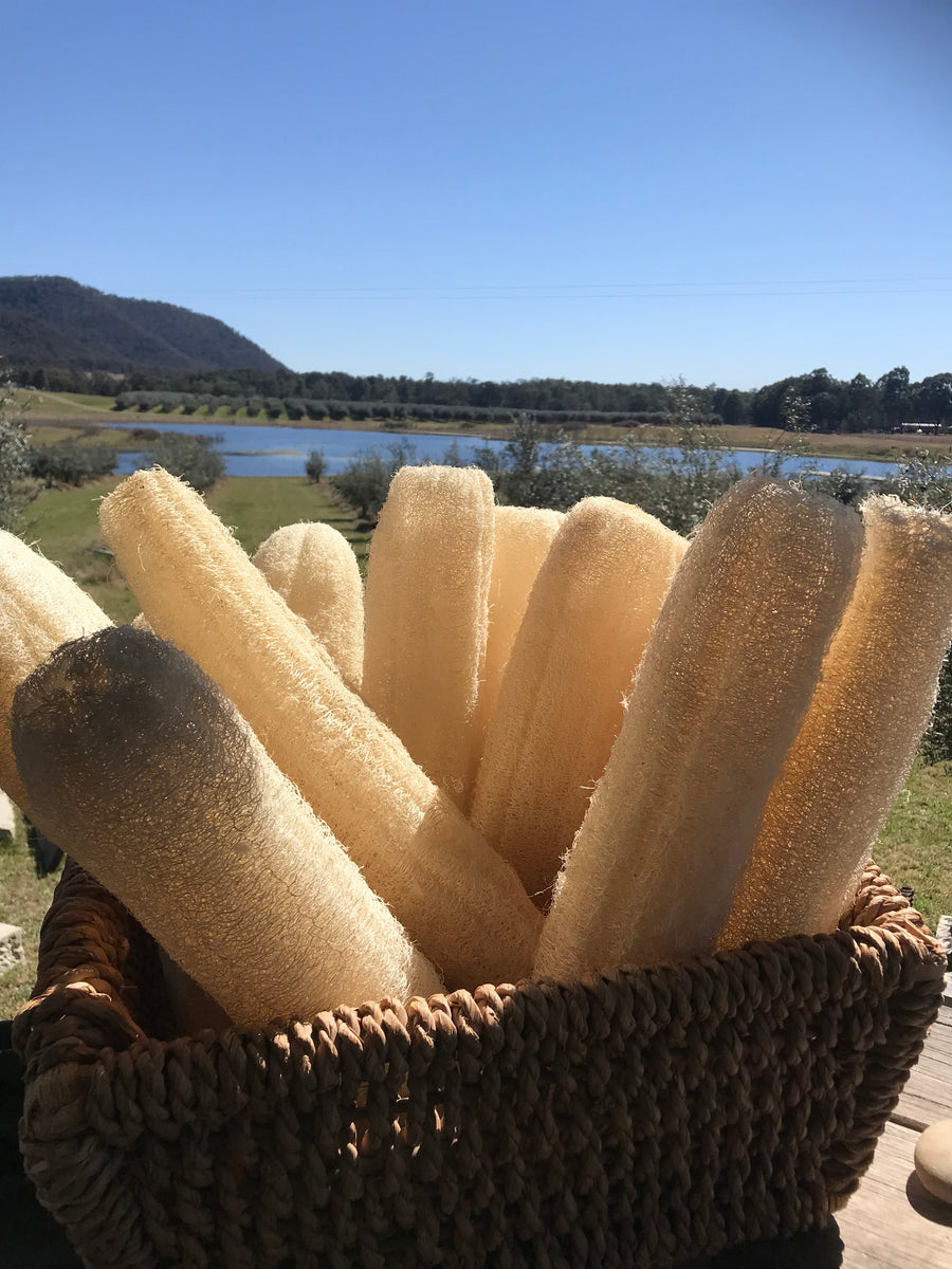 Luffa's – BARE Nature'sKin