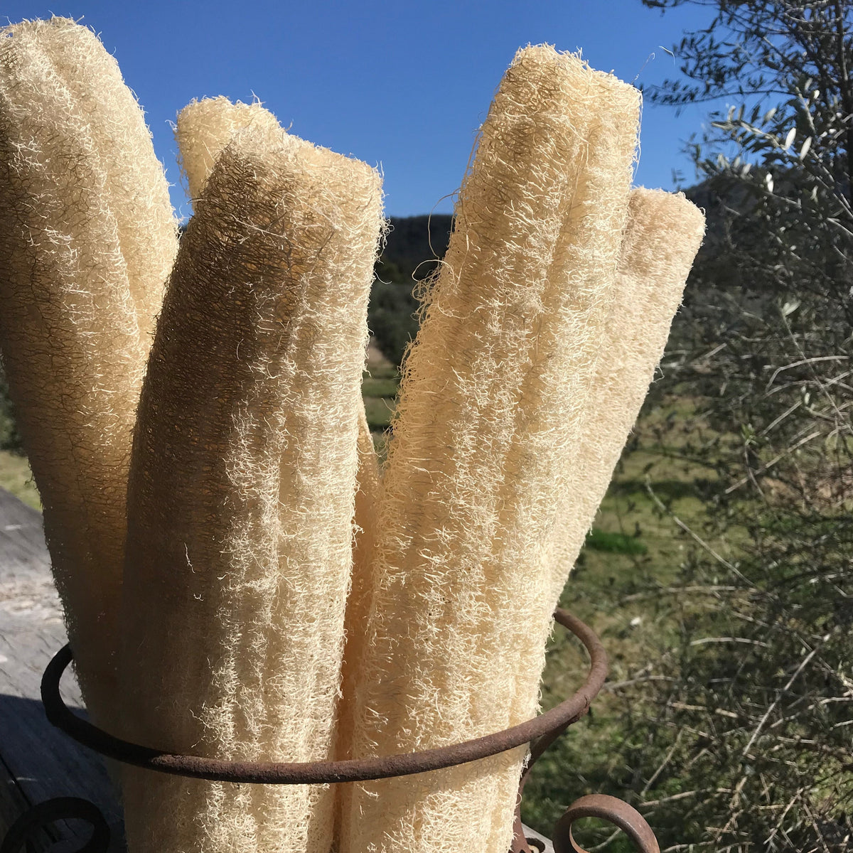 Luffa's – BARE Nature'sKin