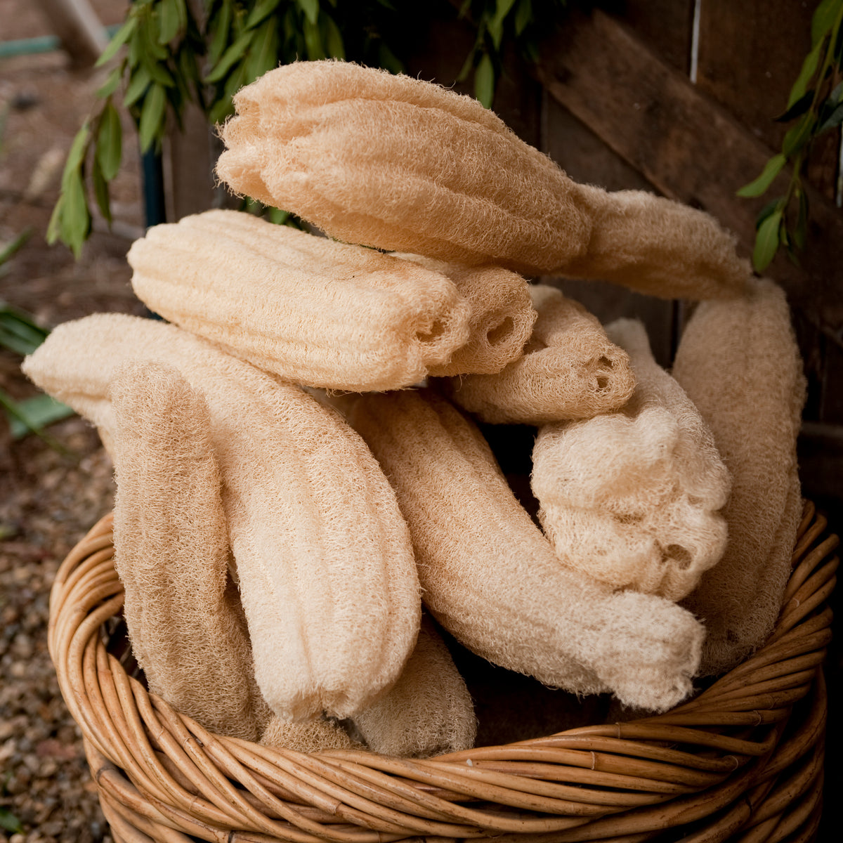 Luffa with Soap Insert – BARE Nature'sKin