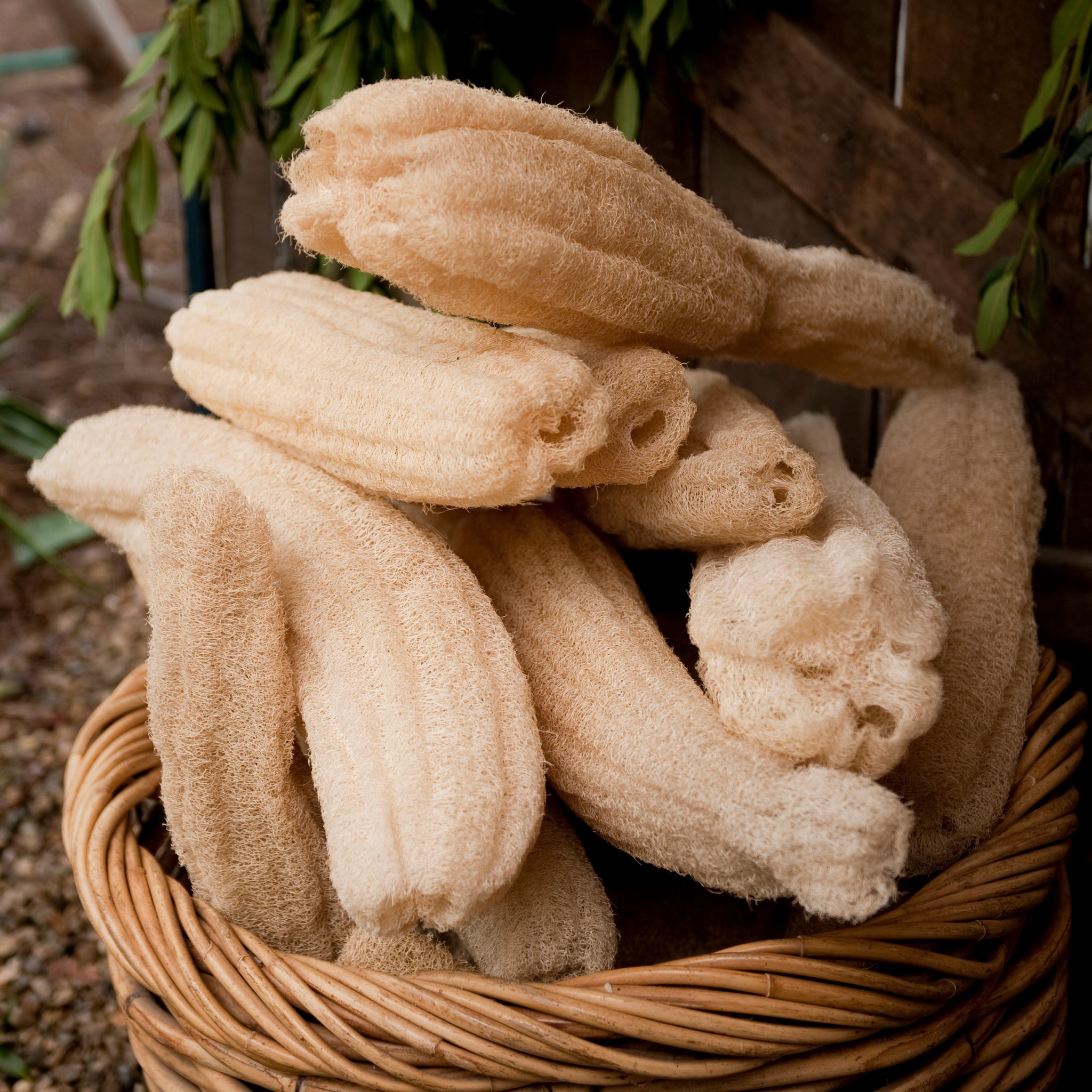 Luffa with Soap Insert – BARE Nature'sKin
